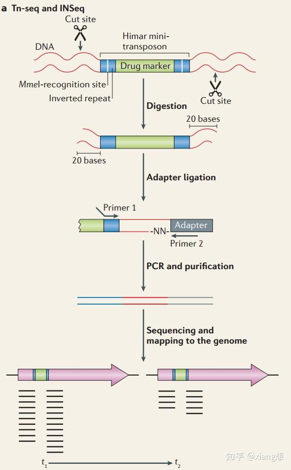 Tn-seq技术综述 - 知乎