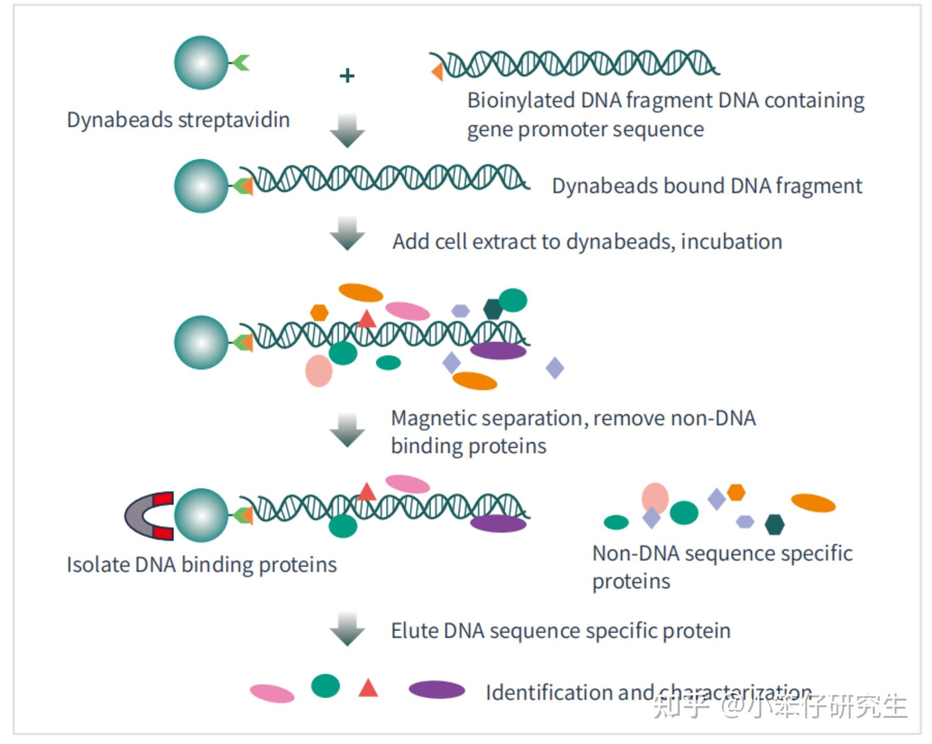DNA pull down原理，应用场景，操作步骤 - 知乎