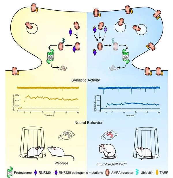 Sci Adv | 盛能印/毛炳宇/丁玉强团队合作发现AMPA受体泛素化在兴奋性突触功能调控中的新机制 - 知乎