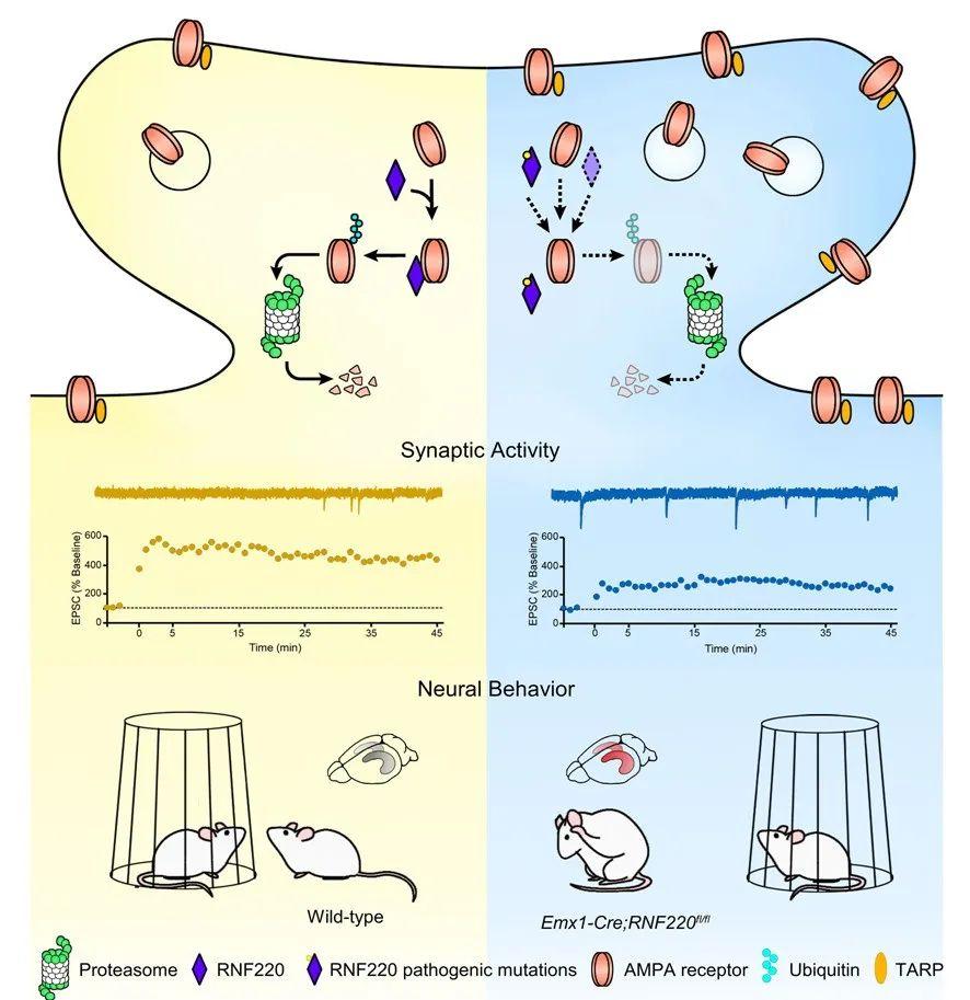 Sci Adv | 盛能印/毛炳宇/丁玉强团队合作发现AMPA受体泛素化在兴奋性突触功能调控中的新机制 - 知乎