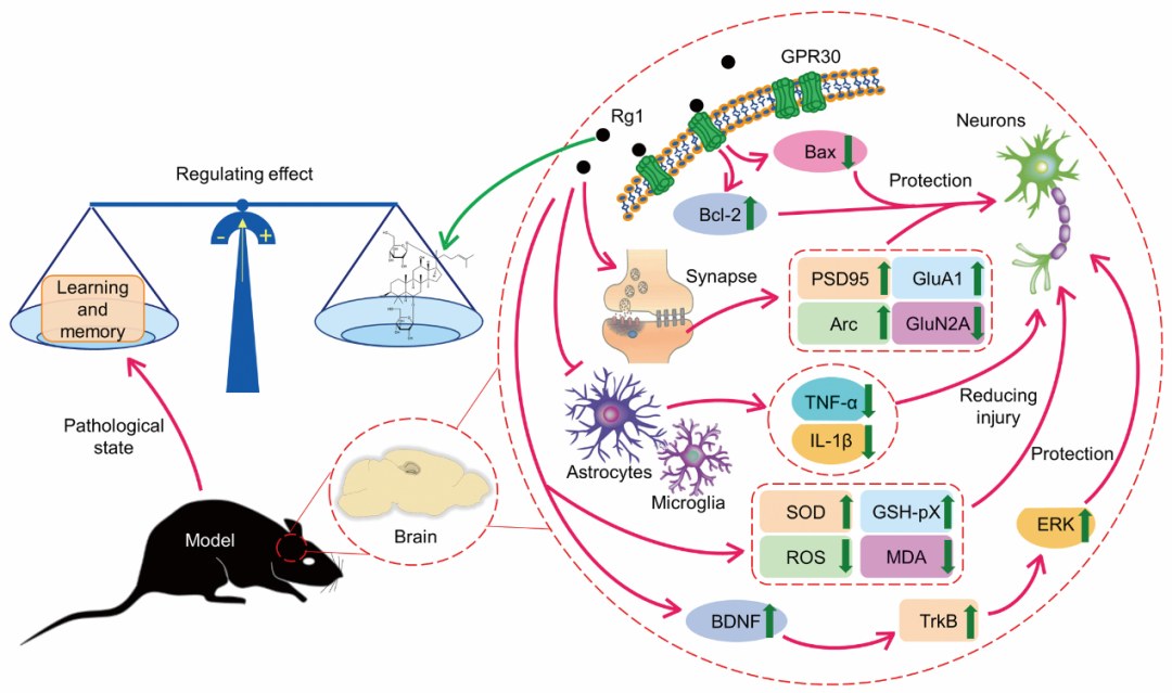 APS 综述︱朱国旗团队综述人参皂苷Rg1在神经系统疾病中新进展 - 知乎