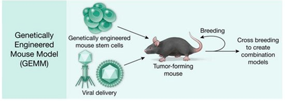 综述分享：抗癌药物发现和开发中的小鼠肿瘤模型的选择 - 知乎