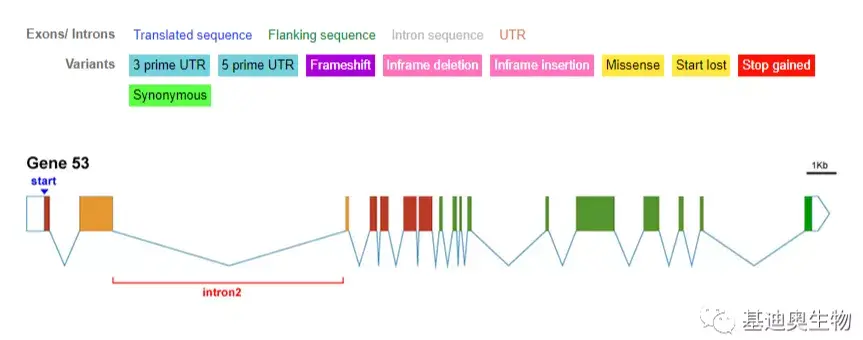 AI教程|如何绘制好看的基因结构示意图？ - 知乎