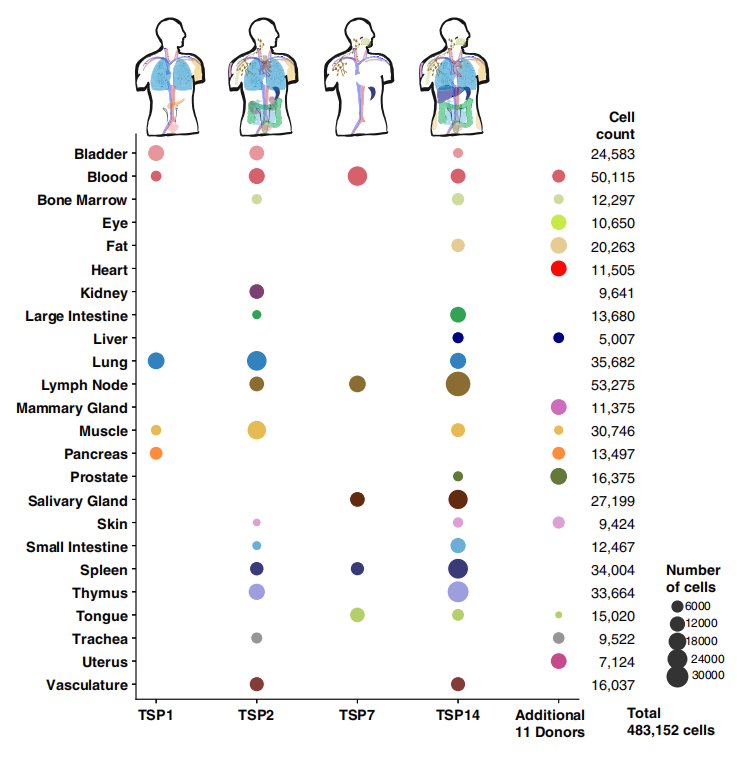 Science | The Tabula Sapiens：人类的多器官、单细胞转录组图谱 - 知乎