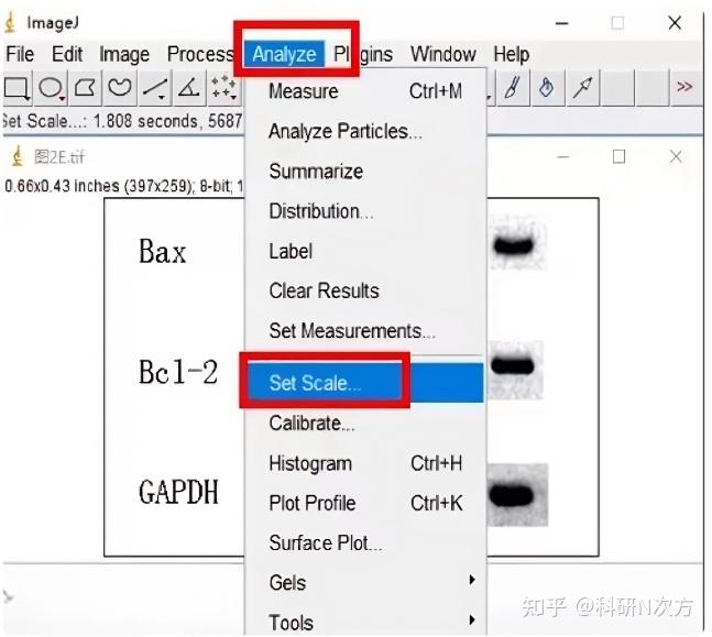 科研干货 | 用Image J 定量分析Western blot条带灰度值！ - 知乎