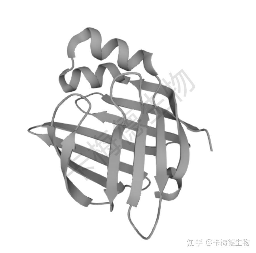 心型脂肪酸结合蛋白（H-FABP）介绍 - 知乎