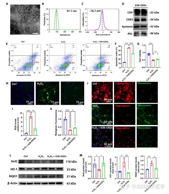 《Sci. Adv.》：可注射光固化Janus水凝胶递送外泌体用于减少心脏手术后粘连 - 知乎
