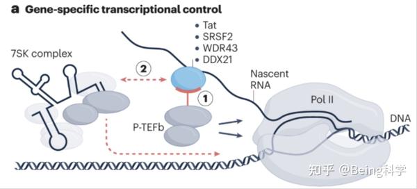 重磅综述 | 揭示RNA结合蛋白与其效应子之间的联系 - 知乎