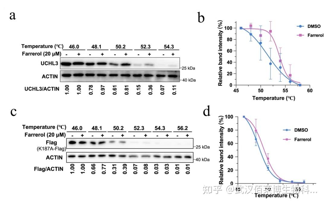 细胞热迁移技术(cell thermal shift assay, CETSA)鉴定蛋白与化合物结合 - 知乎