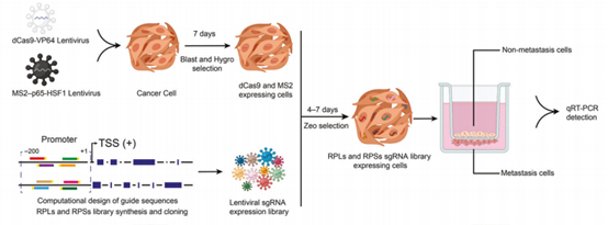翻译组测序揭示核糖体蛋白RPS15可作为食管癌中潜在治疗靶点 - 知乎
