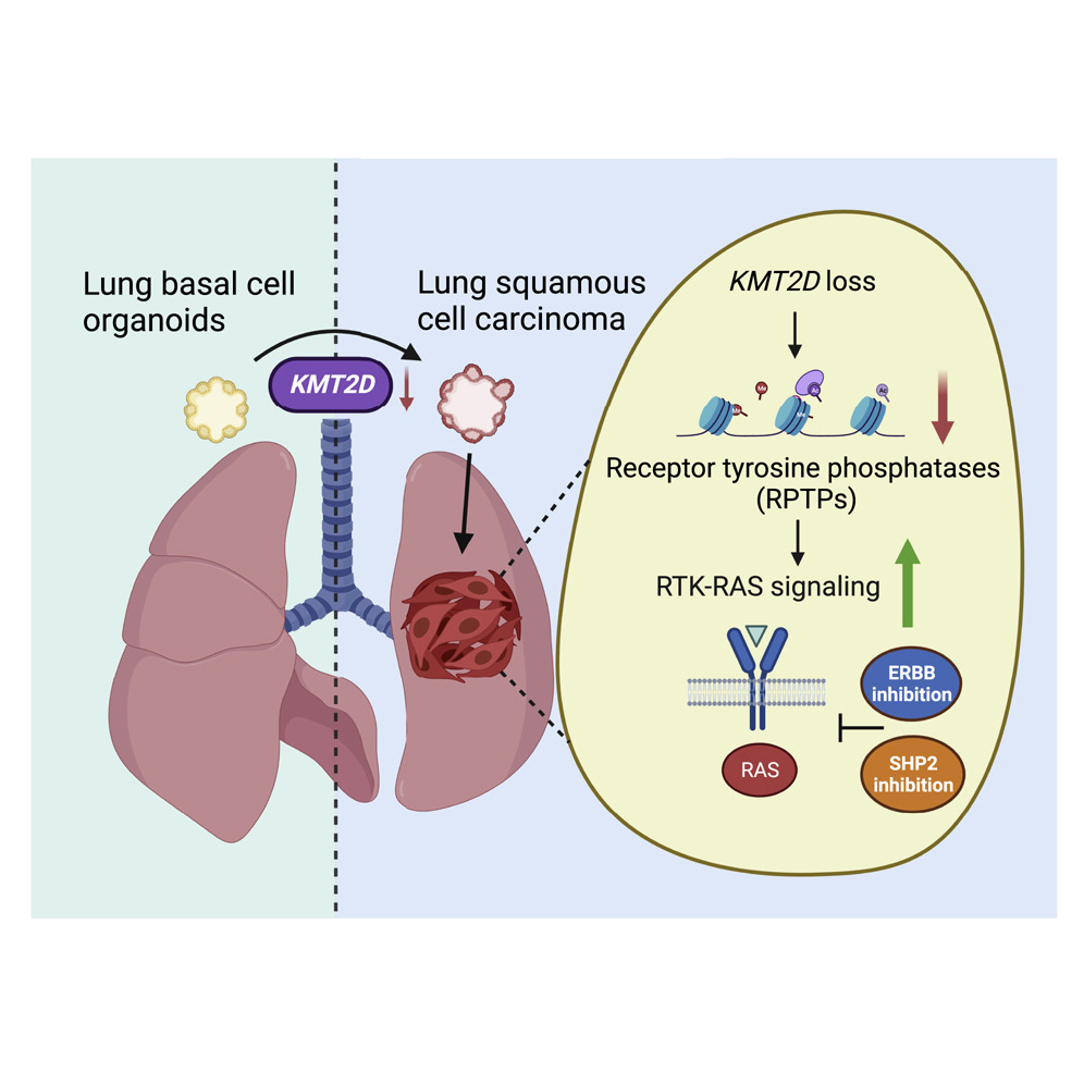 Cancer Cell | KMT2D缺失驱动肺鳞癌和对RTK-RAS抑制的超敏反应 - 知乎