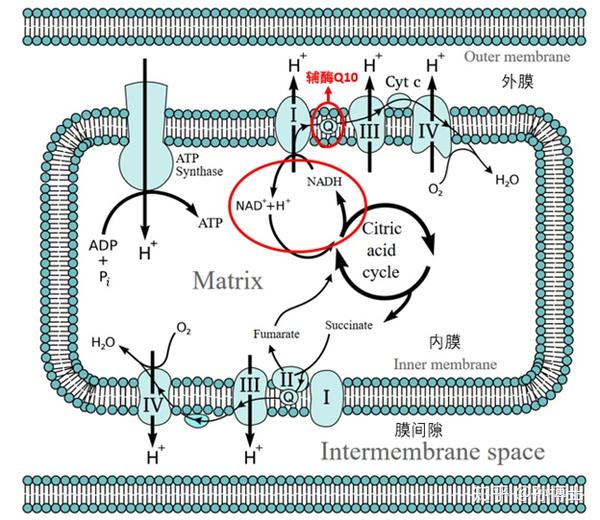 NAD+的内循环比补充NAD+更重要（二） - 知乎