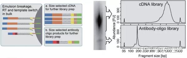 Cell Hashing技术介绍 | 单细胞专题 - 知乎
