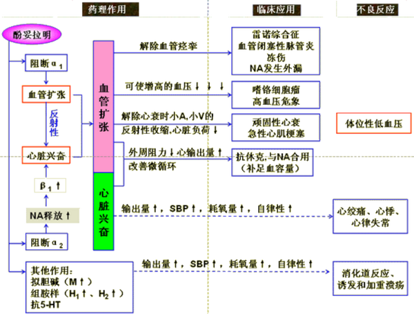《药理学》肾上腺素受体阻断药！！学习资料分享！！ - 知乎