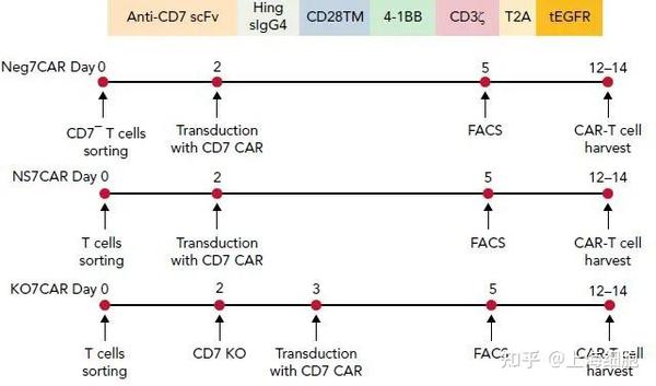 Blood：采用自然选择的CD7 CAR T细胞治疗T-ALL/LBL - 知乎