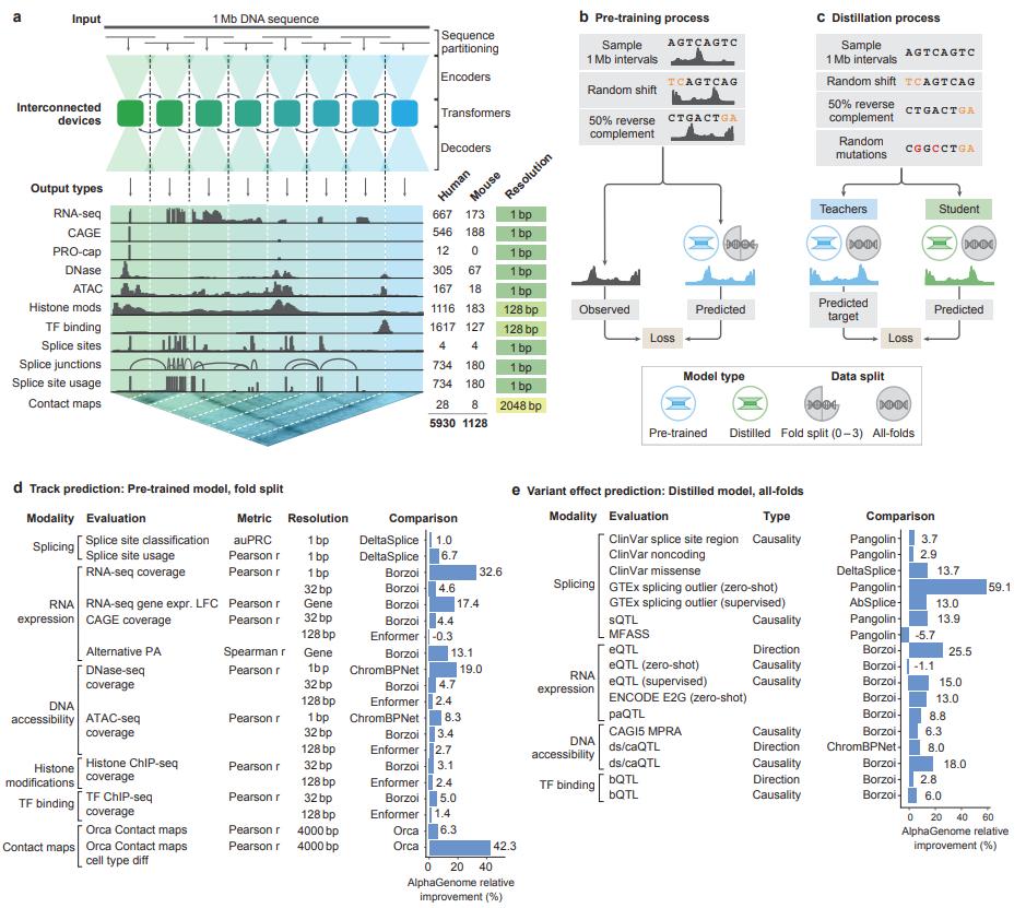 DeepMind“Alpha家族”上新：推出DNA序列模型AlphaGenome，可分析100万个DNA碱基 - 知乎