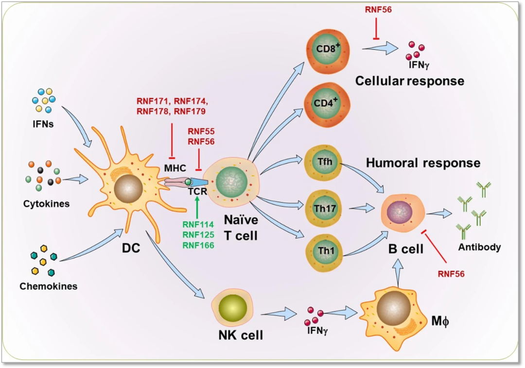 STTT 综述︱蔡春梅/郑春福评述环指蛋白家族（RNFs）在健康和疾病中的研究进展 - 知乎