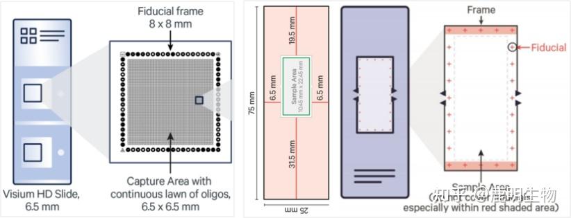 Visium HD VS Xenium，谁才是高分辨率空间转录组最优解？ - 知乎