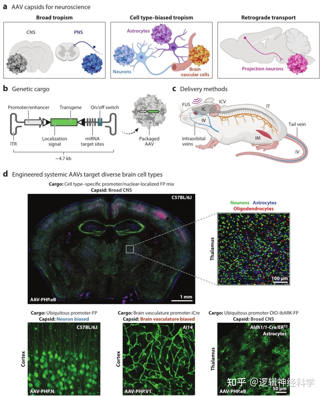 Annu Rev Neurosci 综述丨操控不同神经细胞的腺病毒工具 - 知乎