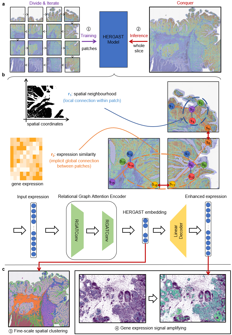 Nat Commun | 上海交大团队开发HERGAST，破解超大规模空间转录组分析难题 - 知乎