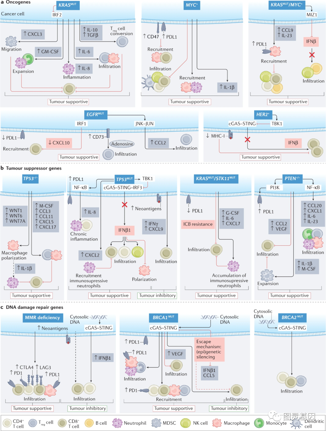 Nat Rev Cancer | 驱动癌细胞免疫调节功能的机制 - 知乎