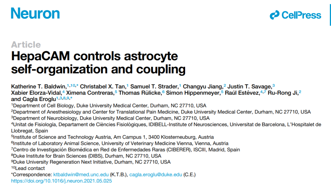 Neuron：HepaCAM调控星形胶质细胞的自组织和偶联 - 知乎