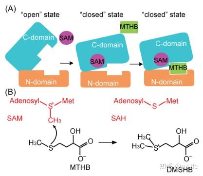 mLife | 海洋二甲基巯基丙酸内盐（DMSP）合成关键酶DsyB/DSYB的催化机制研究 - 知乎