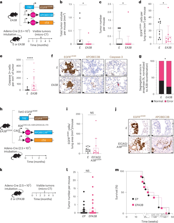 Nat Gen ｜ 美国立卫生研究院创新者奖得主：APOBEC3B在肺癌进化和靶向癌症治疗耐药性中的作用 - 知乎