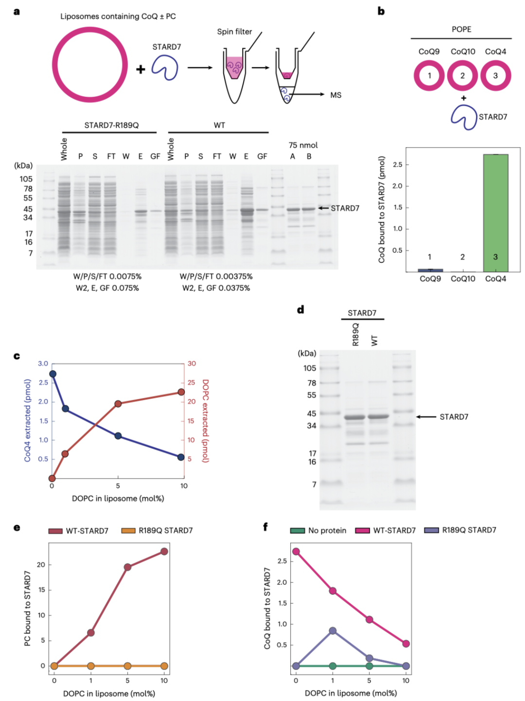 Nature Cell Biology丨线粒体通过 STARD7 调节细胞内辅酶 Q 转运和铁死亡抗性 - 知乎