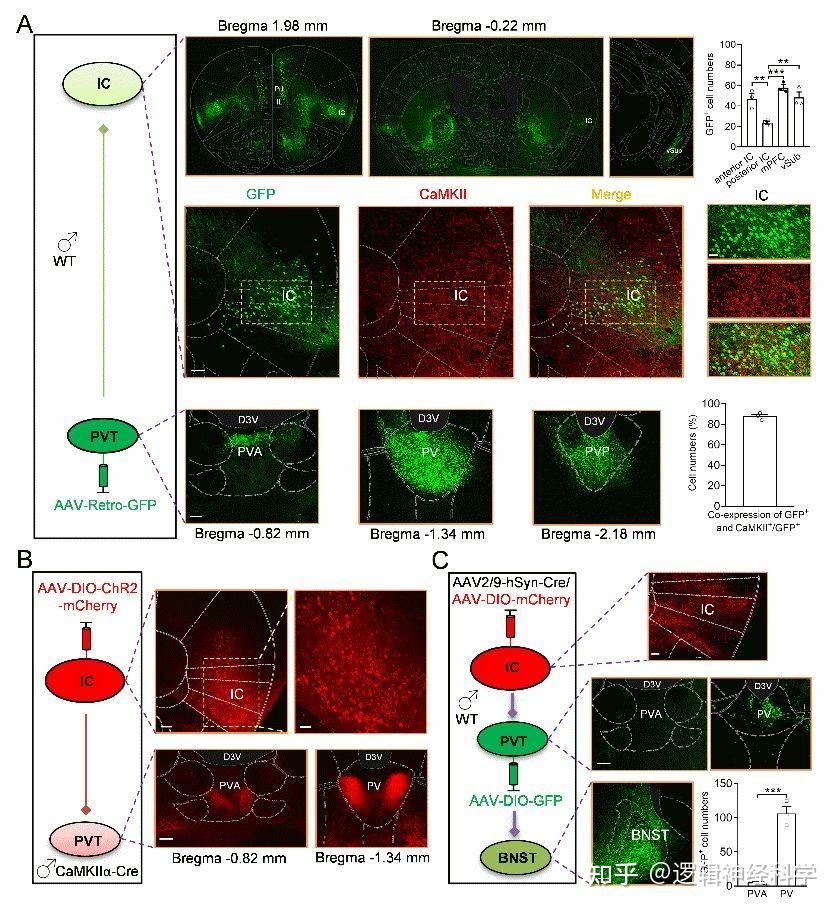Neurobiol Dis︱李晨/李伟研究团队揭示IC→PVT→BNST神经环路调节焦虑症发病的敏感性 - 知乎