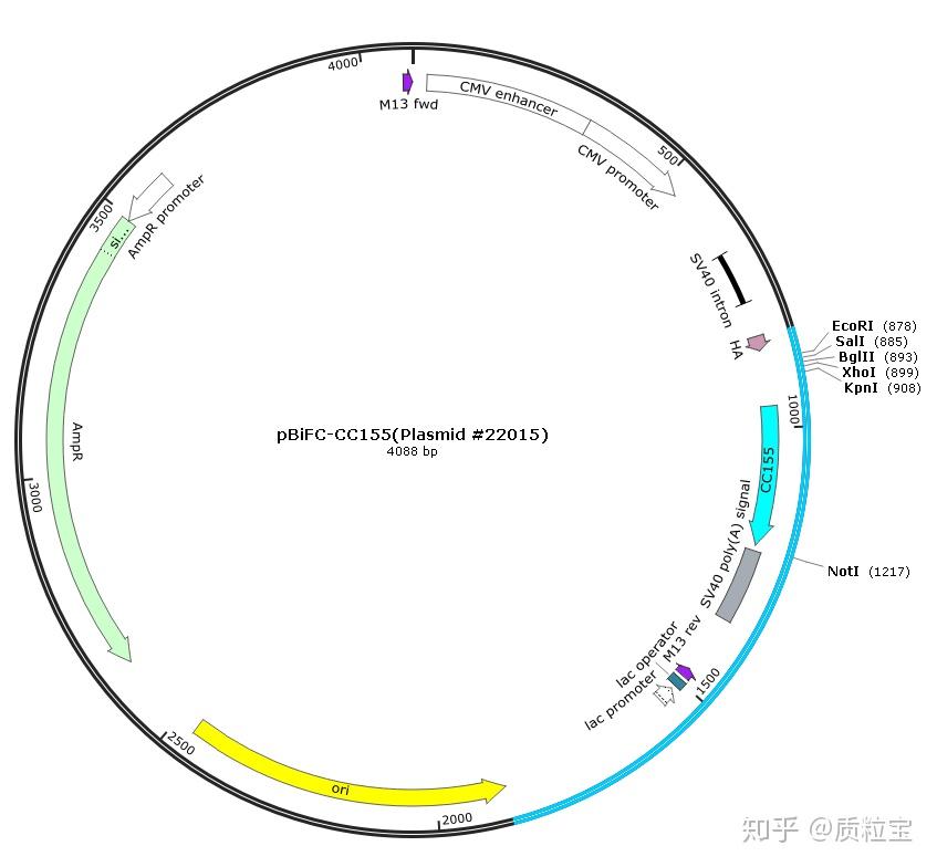 双分子荧光互补载体 - 知乎