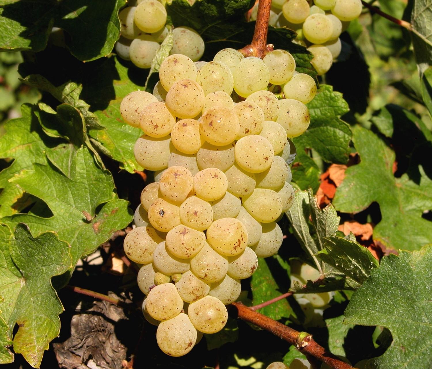 细说香槟的七个法定品种 - 知乎