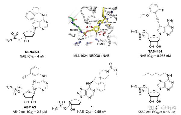 NEDD8活化酶(NAE)小分子抑制剂的研究进展 - 知乎
