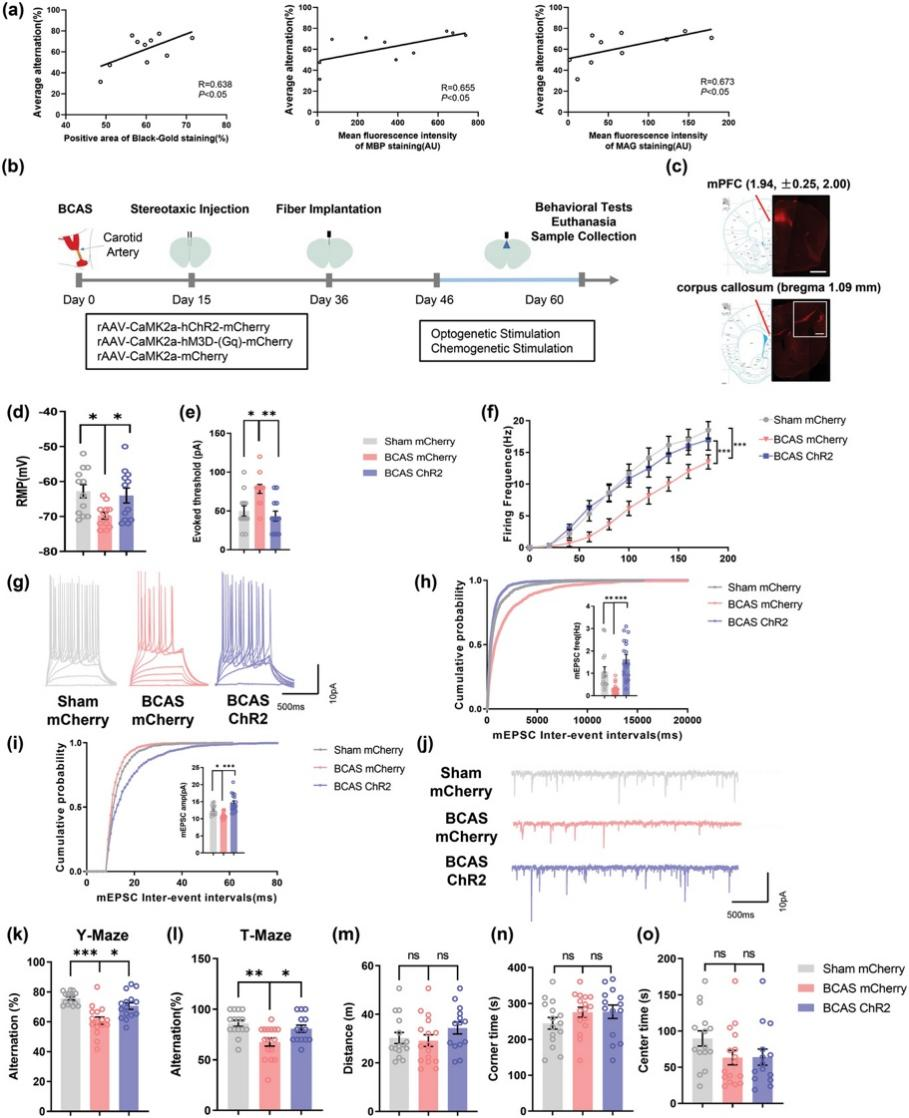 IF=17.521【客户文章】Adv Sci：南京大学徐运教授团队揭示特异性激活内侧前额叶谷氨酸能神经元改善慢性缺血性脑白质损伤 - 知乎
