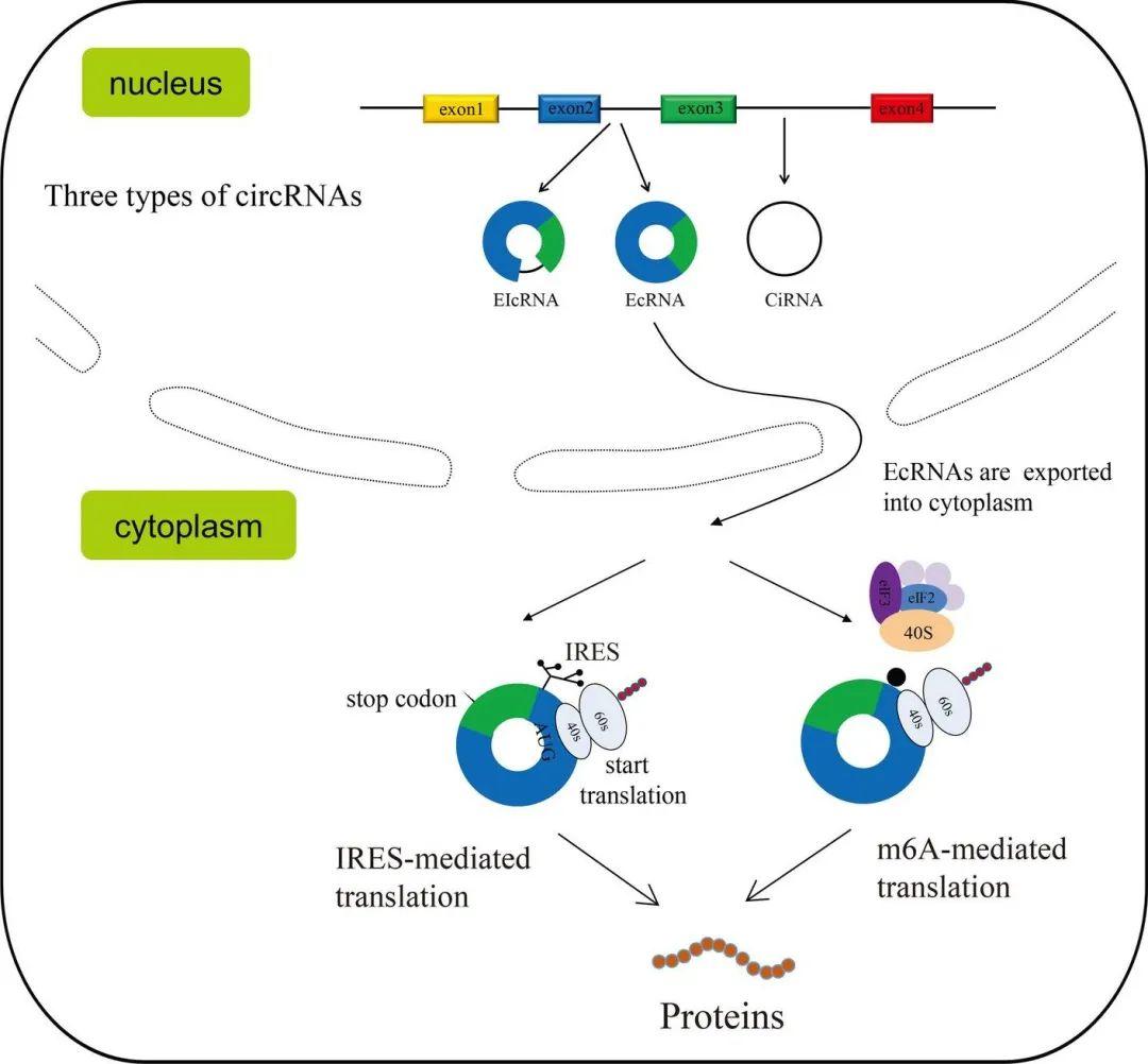 环状RNA参与肾透明细胞癌发展的研究进展 - 知乎