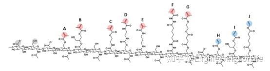 《Biomaterials》综述：透明质酸和硫酸软骨素(甲基)丙烯酸酯基（HAMA和CSMA）水凝胶的合成、特征和组织工程应用 - 知乎