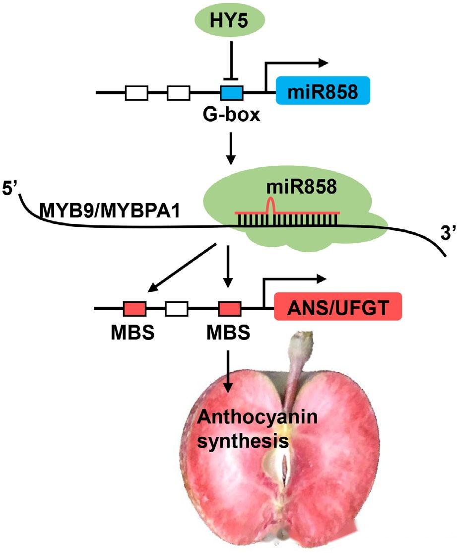 【PLANT J】Mdm-miR858通过靶向MdMYB9和MdMYBPA1从而参与红肉苹果中花青素的生物合成 - 知乎