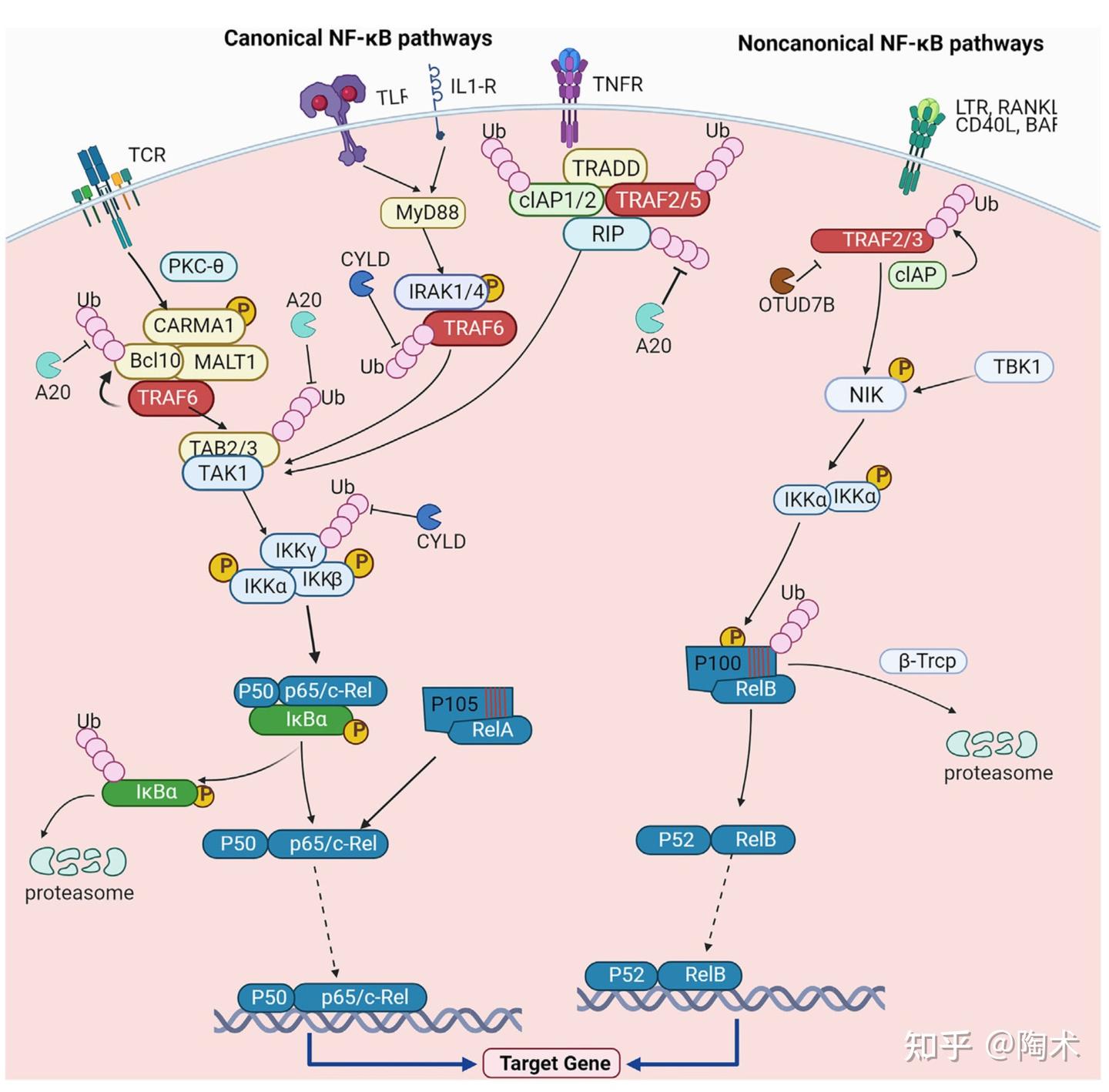 快速了解NF-κB 通路 - 知乎