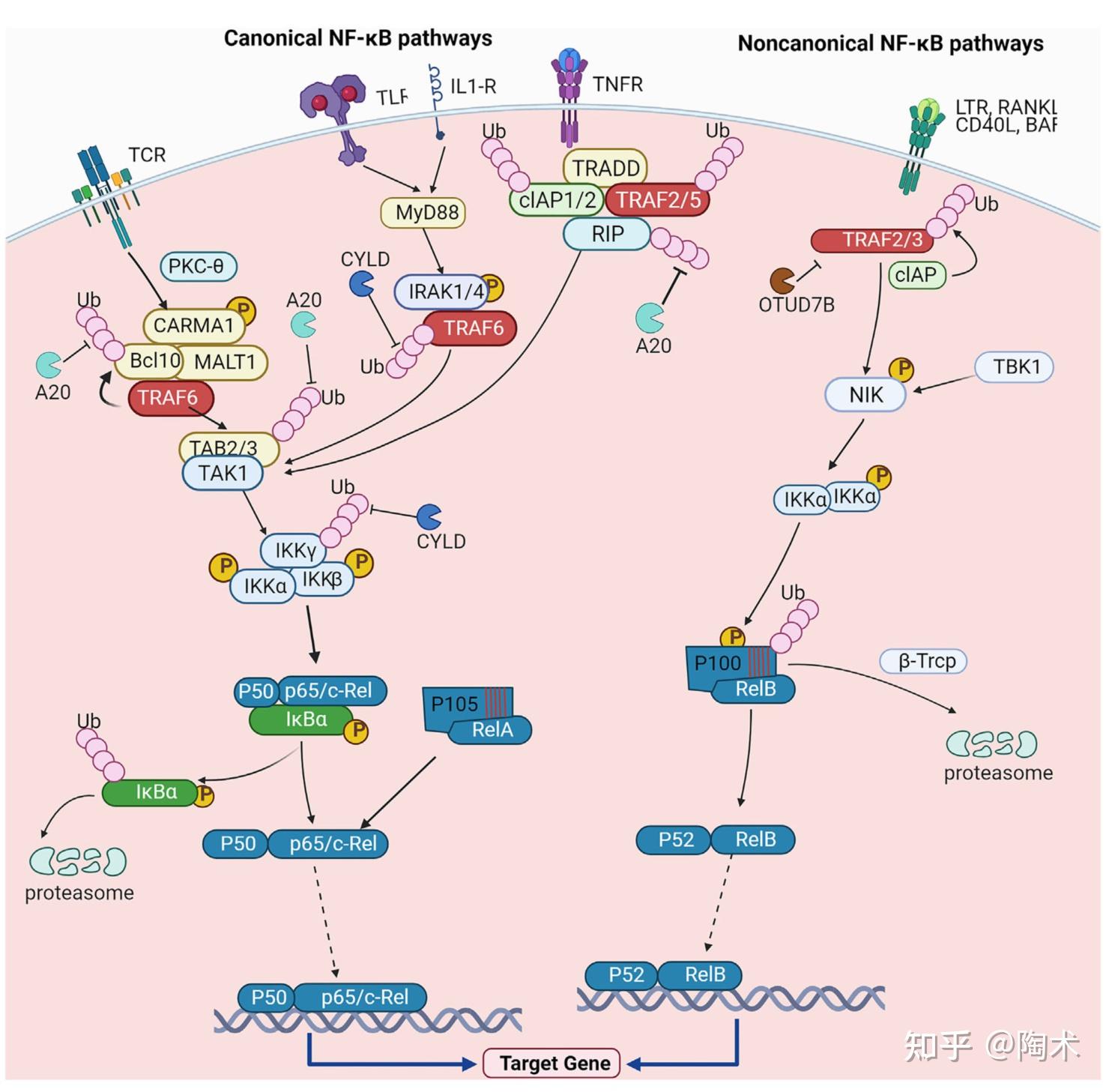 快速了解NF-κB 通路 - 知乎