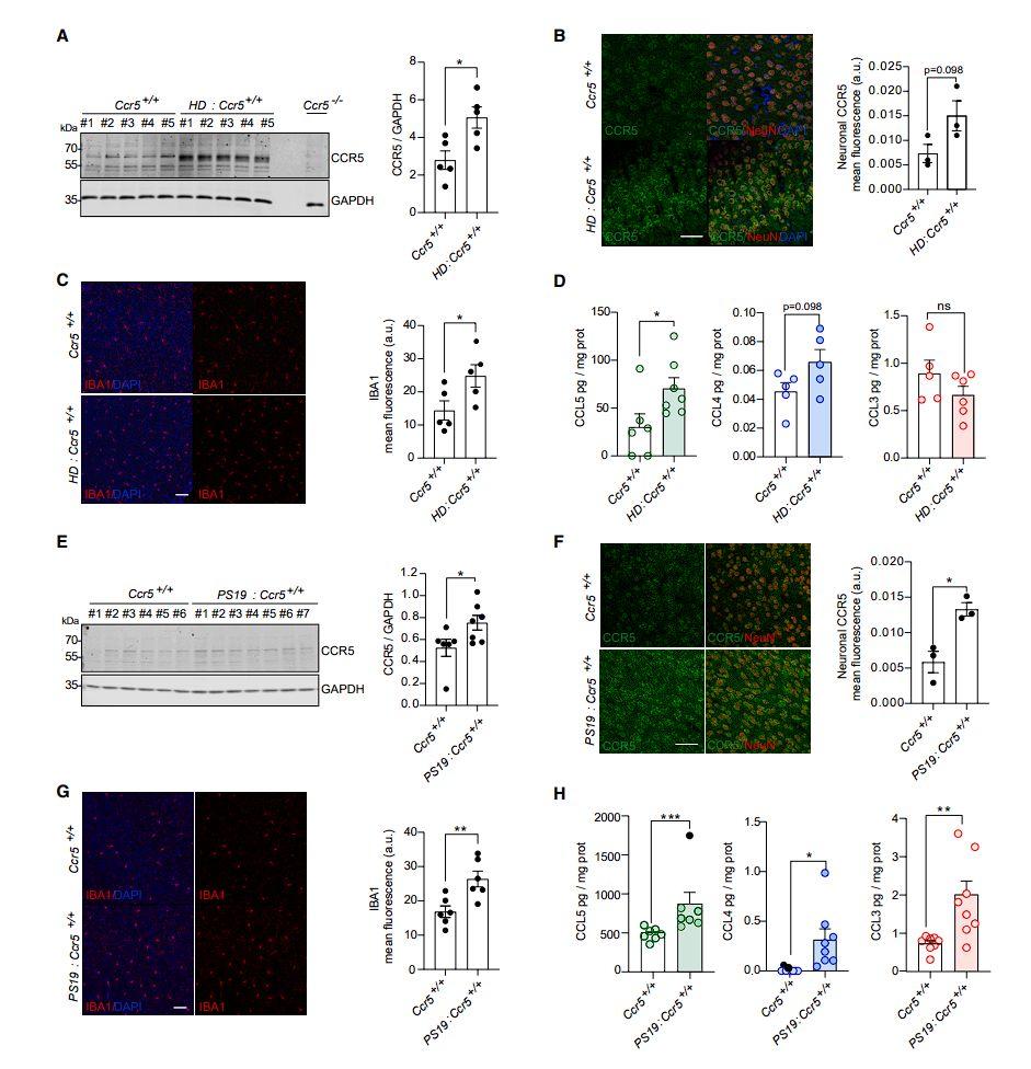 活化小胶质细胞以非细胞自主方式抑制神经元自噬参与神经退行病变 - 知乎
