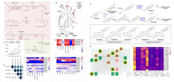 大型基因组(Large Genome Size)研究策略与思路 - 知乎