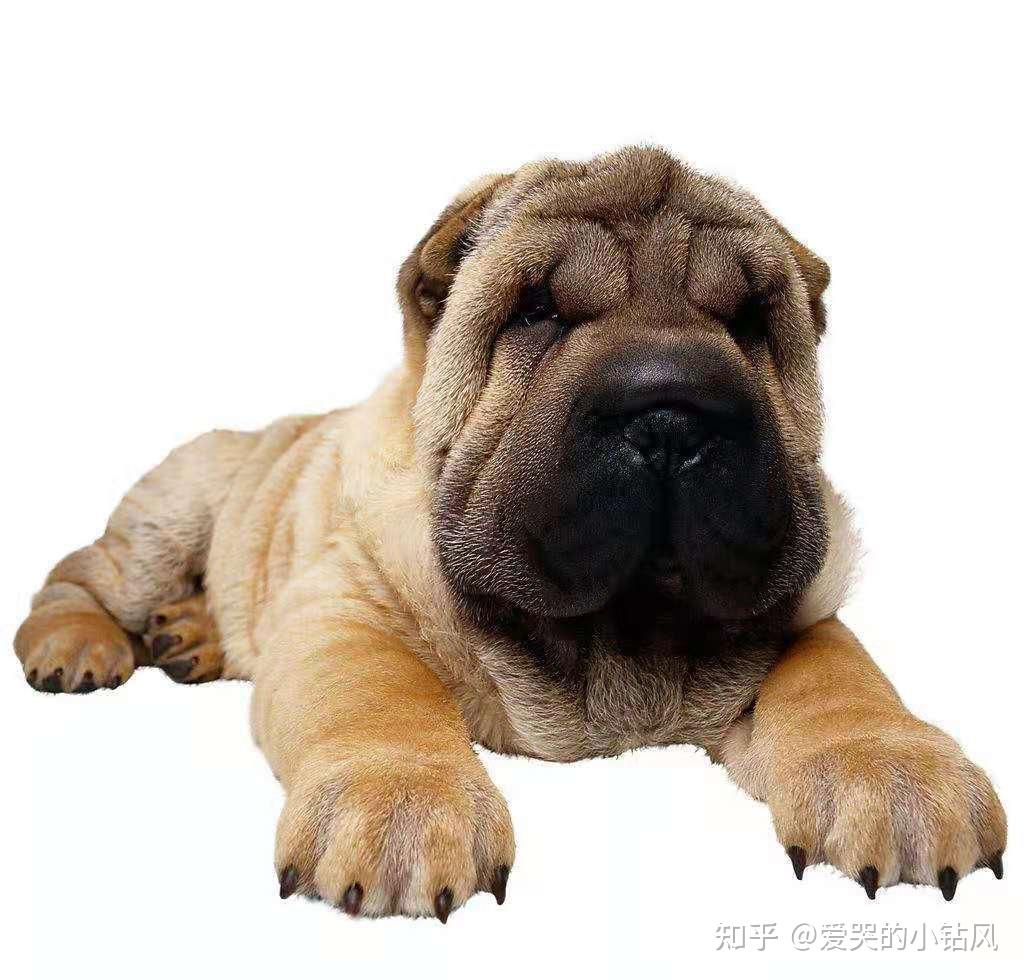 中国沙皮犬Chinese Shar-pei - 知乎