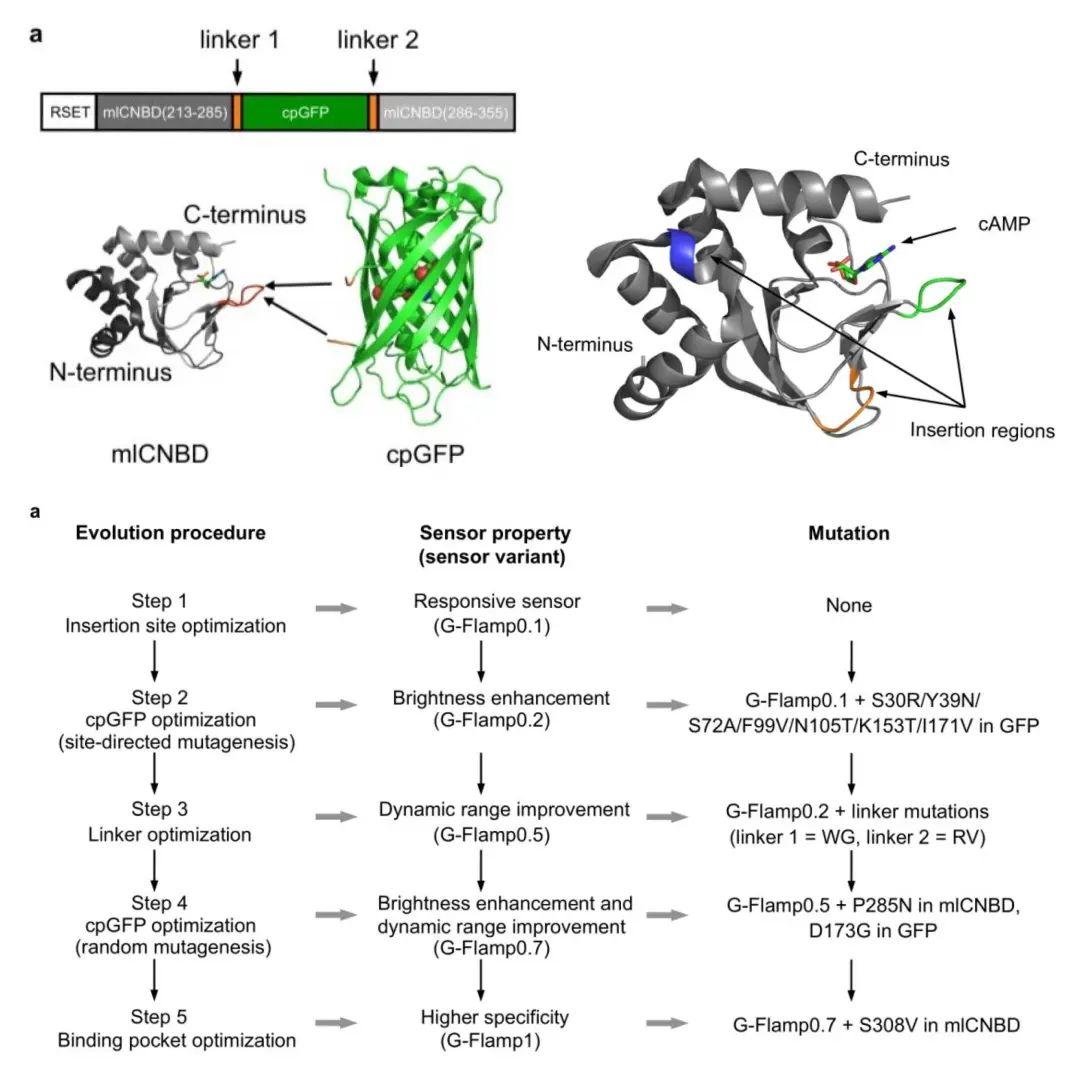 新型 | 荧光探针G-Flamp1，点亮第二信使cAMP的时空动态变化 - 知乎