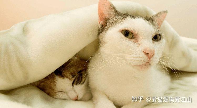 猫咪被脂肪肝找上门？莫慌，威洛特有实用招能远离脂肪肝！ - 知乎