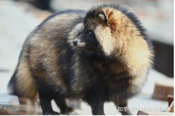 #1 貉子的分类/分布/价值/主要习性介绍 - 知乎