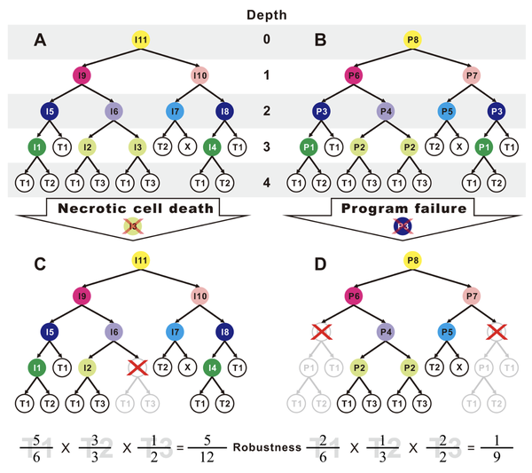细胞谱系和鲁棒性 - 知乎