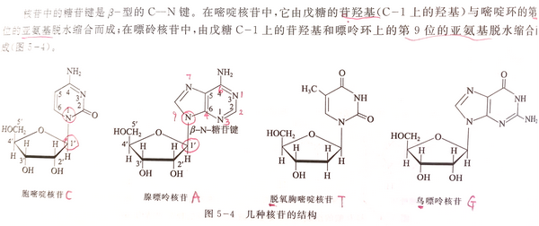 核酸化学 - 知乎