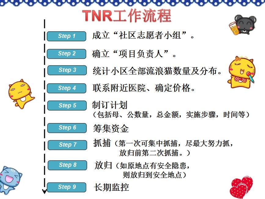 为什么要给猫咪做TNR？有一种爱叫TNR。 - 知乎