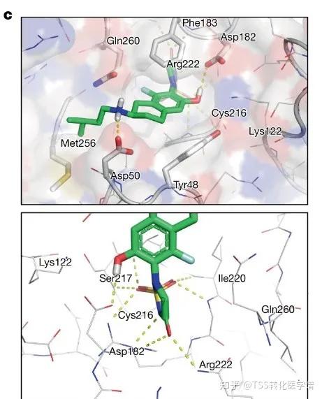 【Nature】磷酸酶PTPN2/PTPN1双抑制剂AC-484显示出有效的抗肿瘤免疫活性 - 知乎