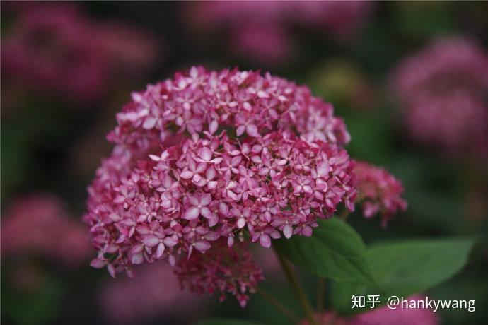 夏日明星花卉乔木绣球“粉色贝拉安娜”——许你一个梦寐以求的粉红色的夏天 知乎